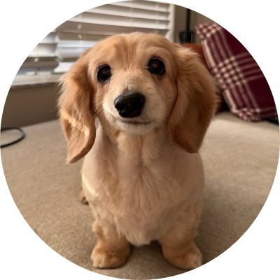 Bella The Smiling Dog ( Bella) - Price, Charts and Market Cap | CoinMun