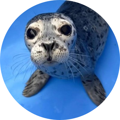 Biscuits The Seal (Biscuits) - Price, Charts and Market Cap | CoinMun