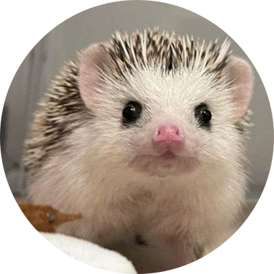 dochi the hedgehog (Dochi) - Price, Charts and Market Cap | CoinMun