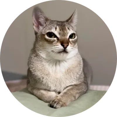 doge cat (dogat) - Price, Charts and Market Cap | CoinMun