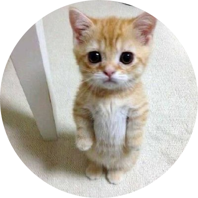 el gato (ELGATO) - Price, Charts and Market Cap - (Solana) | CoinMun