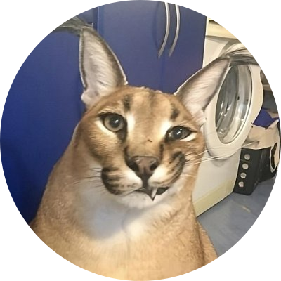 Floppa (FLOPPA) - Price, Charts and Market Cap | CoinMun