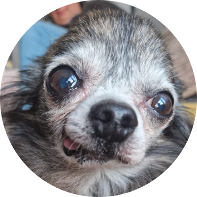 Fritz (FRITZY) - Price, Charts and Market Cap | CoinMun