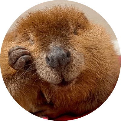 Nibi the 'Diva' Beaver (NIBI) - Price, Charts and Market Cap | CoinMun